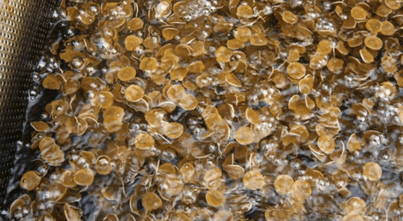 Giá Thể Mutag BioChip 30 - Giá Thể Vi Sinh - ANVI CONNECT